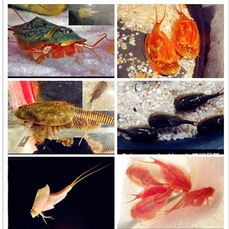 50 Triops Hatching Eggs GD13